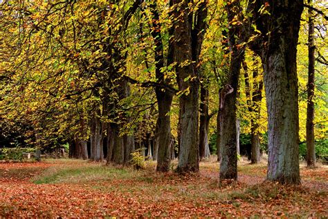 100 000 darmowych obrazów z kategorii Jesienne Drzewa i Jesienne