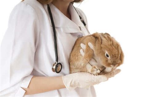 As 4 doenças mais comuns em coelhos Jardim Animal
