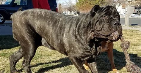 Rencontrez le plus grand chien du monde Il pèse 180 kilos et mesure un