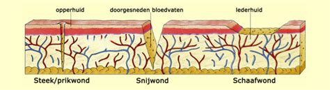 Anatomie Van De Huid En Wondzorg Wikiwijs Maken