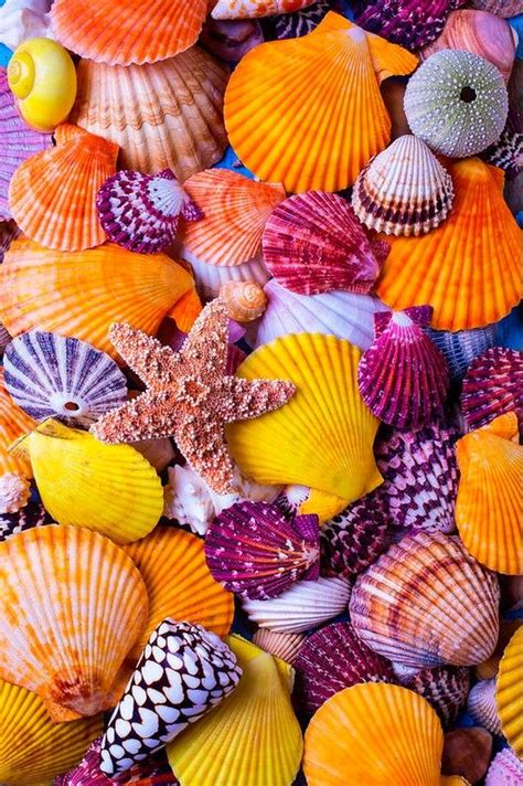 Pin On Seashells By The Sea Shore