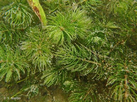 Cératophylle Ceratophyllum Biodiv îdF