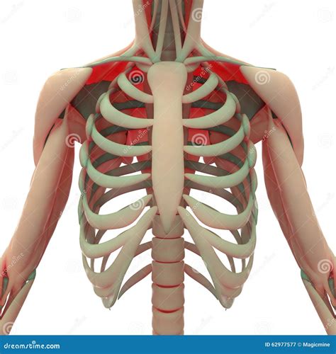 Omóplato Humano Con Las Costillas Stock de ilustración Ilustración de