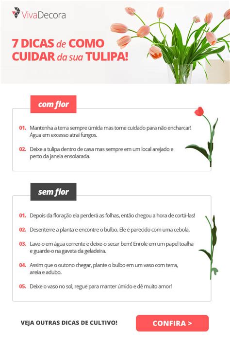 Actualizar 63 Imagem Tulipa Branca Como Cuidar Br Thptnganamst Edu Vn