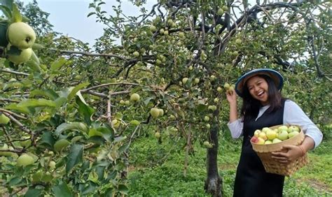 Ini Jenis Apel Khas Malang Plankton Tour And Travel