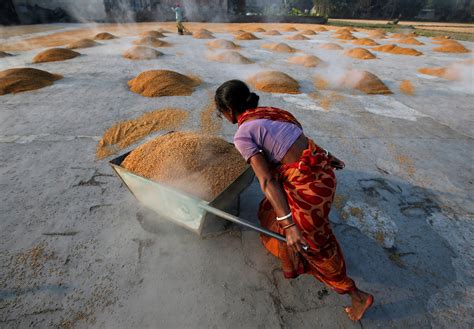 Impact Of India S Non Basmati White Rice Export Ban An Explainer 2023