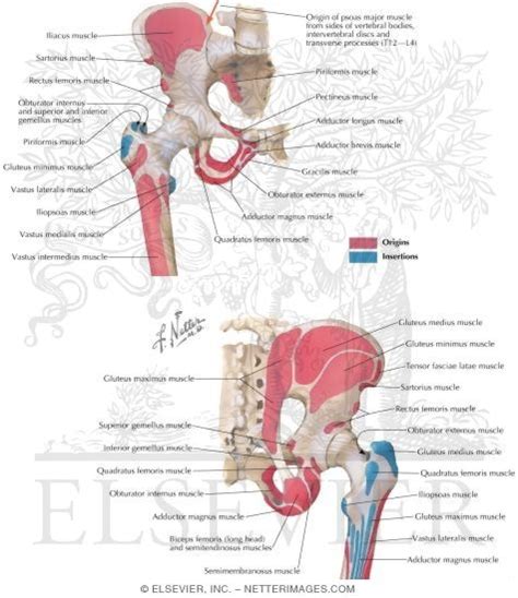 Anatomy Of The Pelvis Muscle