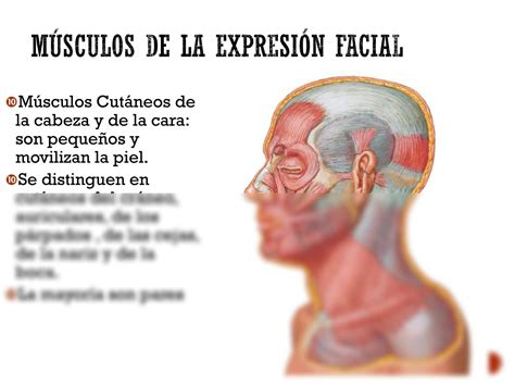 SOLUTION Anatomia Topografica De Cabeza Y Cuello Universidad De