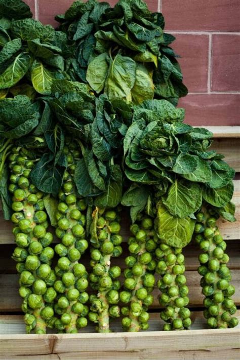 How And When To Harvest Brussel Sprouts Growfully