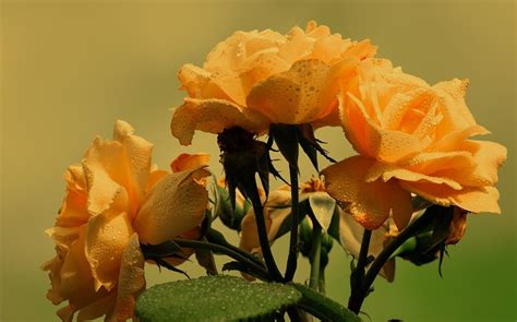 Flores Amarillas Cu Ndo Se Dan En Septiembre Y Cu L Es Significado Fama