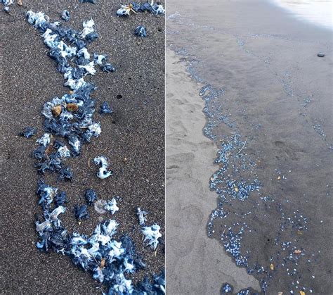 Lo Que Nos Trajo Las Olas En Vacaciones Dragones Azules Revista