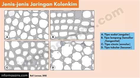 Definisi Fungsi Dan Macam Macam Jaringan Penyokong Penguat
