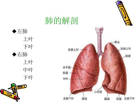 肺段解剖图分段 千图网