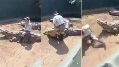 Crocodilo Hannibal De 4 8 Metros Ataca Tratador Durante