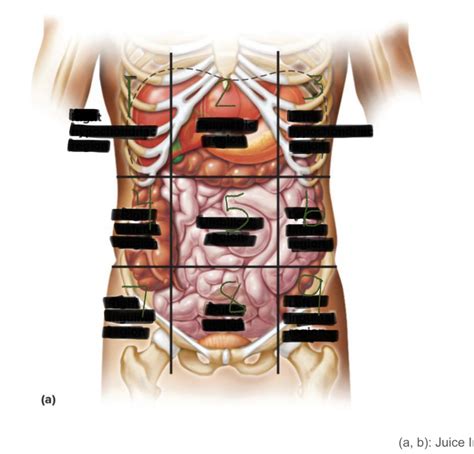Abdominal Regions Diagram Quizlet