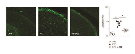 AIT Inhibits Hippocampal Neuron Apoptosis And Alleviates The Cognitive