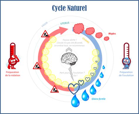 Quelle Est La Menstruation Normale Ladays