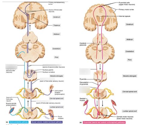 Ascending Descending Tracts Of Spinal Cord Diagram Quizlet