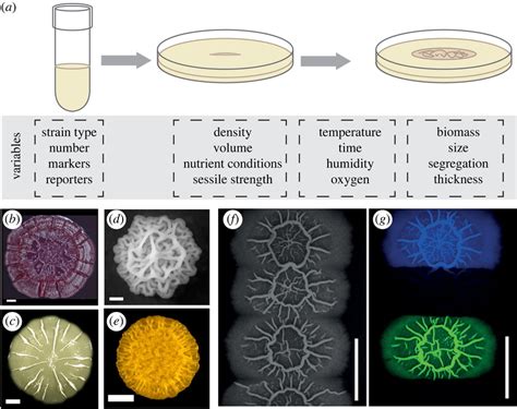 The Colony Biofilm Assay A Schematic Of The Colony Biofilm Assay