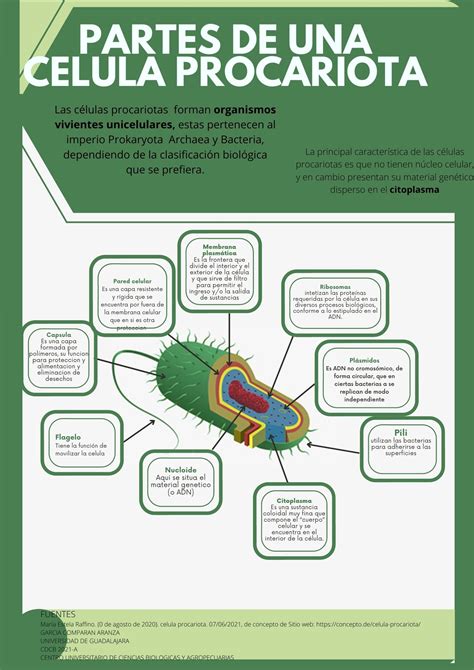 PARTES DE UNA CELULA PROCARIOTA Procariota Y Eucariota Celula