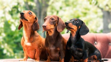Curiosidades del dachshund más conocido como perro salchicha Minuto