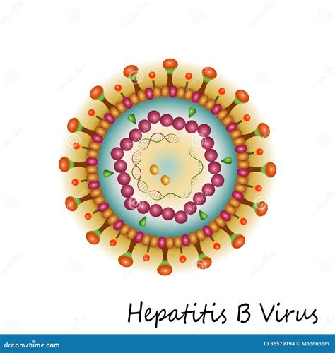 Estructura De La Partícula Del Virus De La Hepatitis B Imagenes de