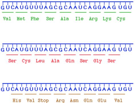 Protein Synthesis Flashcards Quizlet