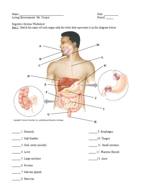 Digestive System Parts Packet PDF Human Digestive System