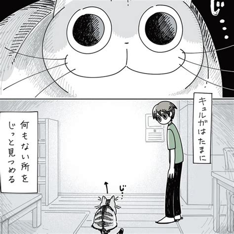 自室の壁をじっと見つめる猫何もないはずなのにやがて目で追い始め 夜は猫といっしょ 2 Ameba News アメーバニュース