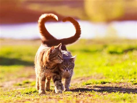 Wie Viele Leben Haben Katzen Mythen Und Fakten