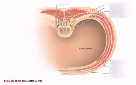 Intercostal Nerves 90a Diagram Quizlet