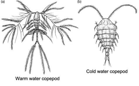 Oceanography Final Exam Flashcards Quizlet
