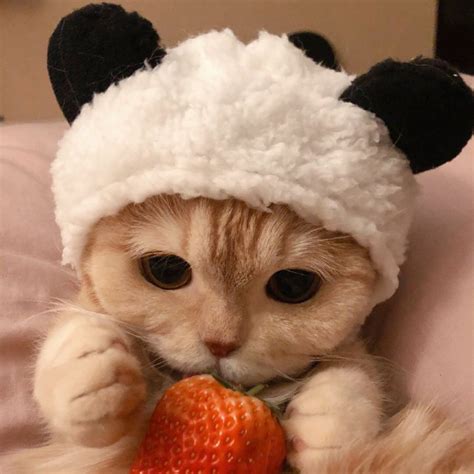 Hình ảnh mèo cute đáng yêu ảnh mèo dễ thương iu quá đi META vn