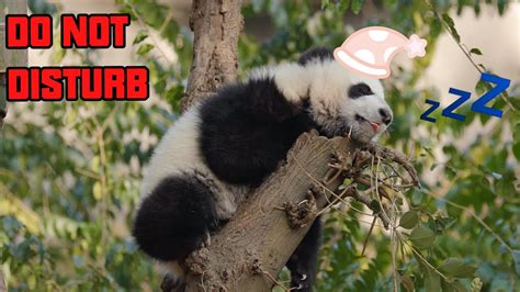 Surprising Pandas Can Even Sleep In These Positions Ipanda Panda