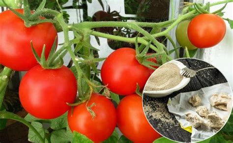 Hefe Dünger herstellen Blütenbildung fördern und Reifezeit verkürzen