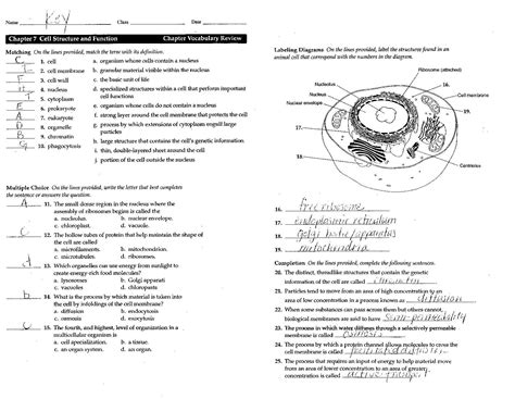 Cell Structure Function Cells And Their Organelles Worksheet Free