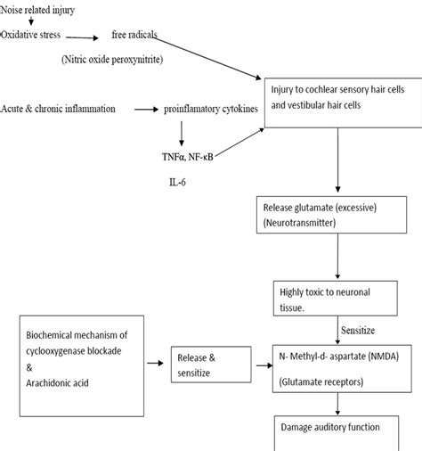 Schematic Representation Of Pathophysiology Of Auditory Function