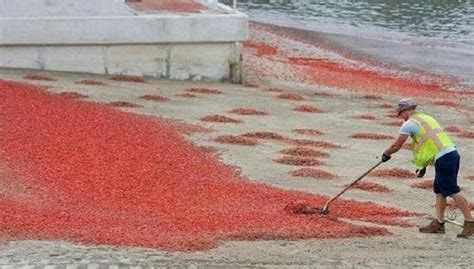 恐怖美国遭小龙虾入侵多到成灾无人吃 互联网头条 中关村在线