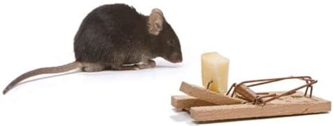 Se D Barrasser Et Tuer Des Rats Toutes Les Solutions Efficaces