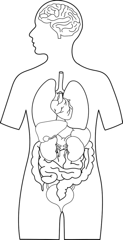 Human Body Organs Diagram Unlabeled