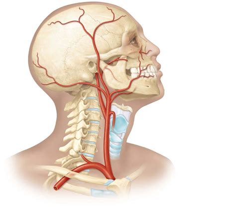 The Major Systemic Arteries Diagram Quizlet
