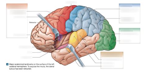 Landmarks On Surface Of Left Cerebral Hemisphere Diagram Quizlet