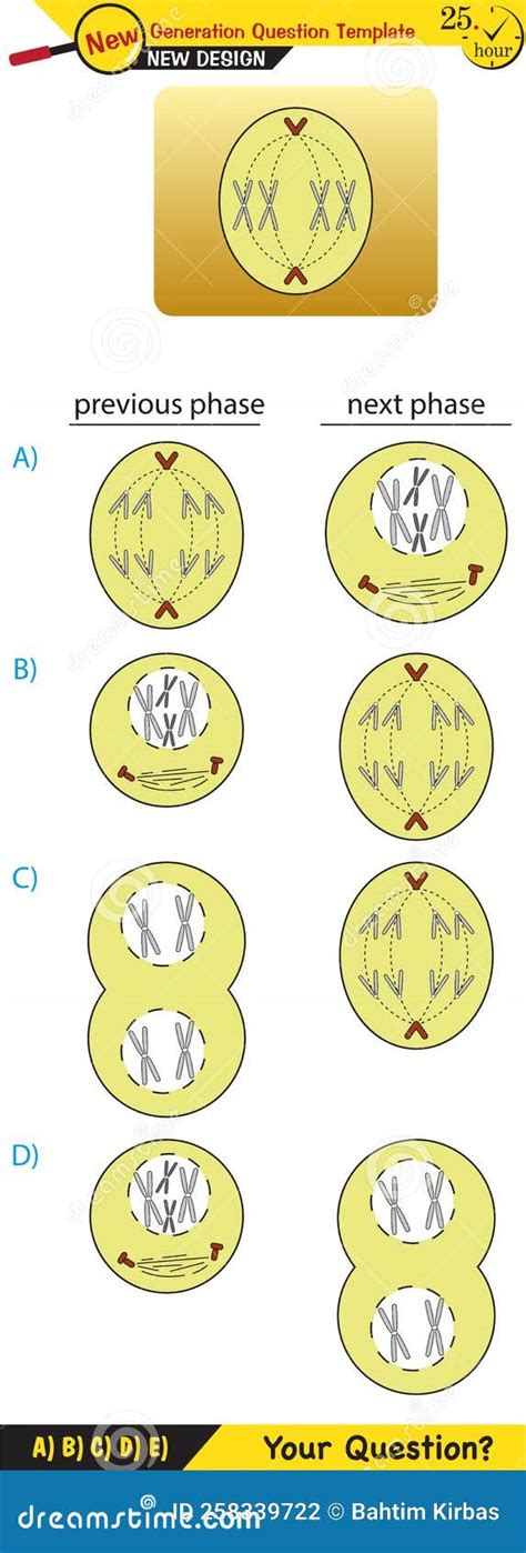 Estadios Biológicos De Mitosis Y Meiosis Stock de ilustración
