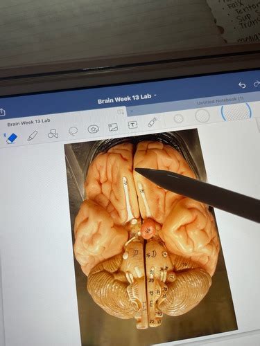 Brain Anatomy Flashcards Quizlet