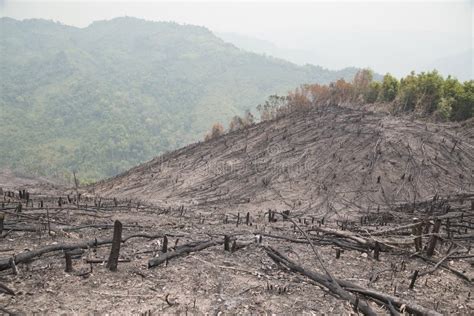 O Desflorestamento Imagem De Stock Imagem De Clima Ambiente 36339825