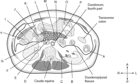 The Abdomen Basicmedical Key