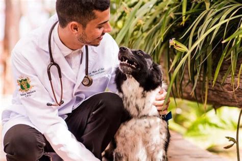 Dia do médico veterinário saiba quanto ganha um profissional formado