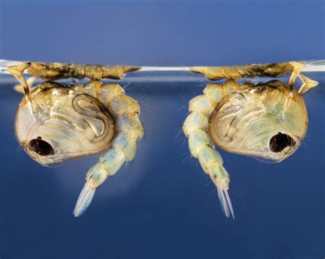 Mosquitoes Pupa
