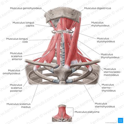 Musculi Scaleni Anatomie Versorgung Und Funktionen Kenhub