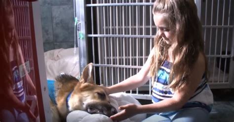 Un Chien H Ros Saute Devant Une Fille Pour Lui Sauver La Vie Et Est